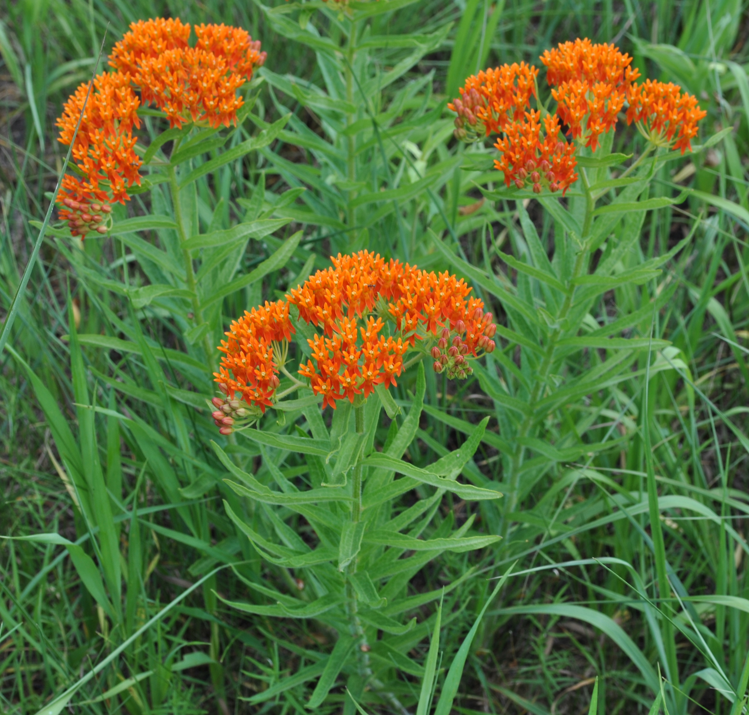 Plant Profile: Butterfly Weed (Asclepias tuberosa) – Southeastern ...