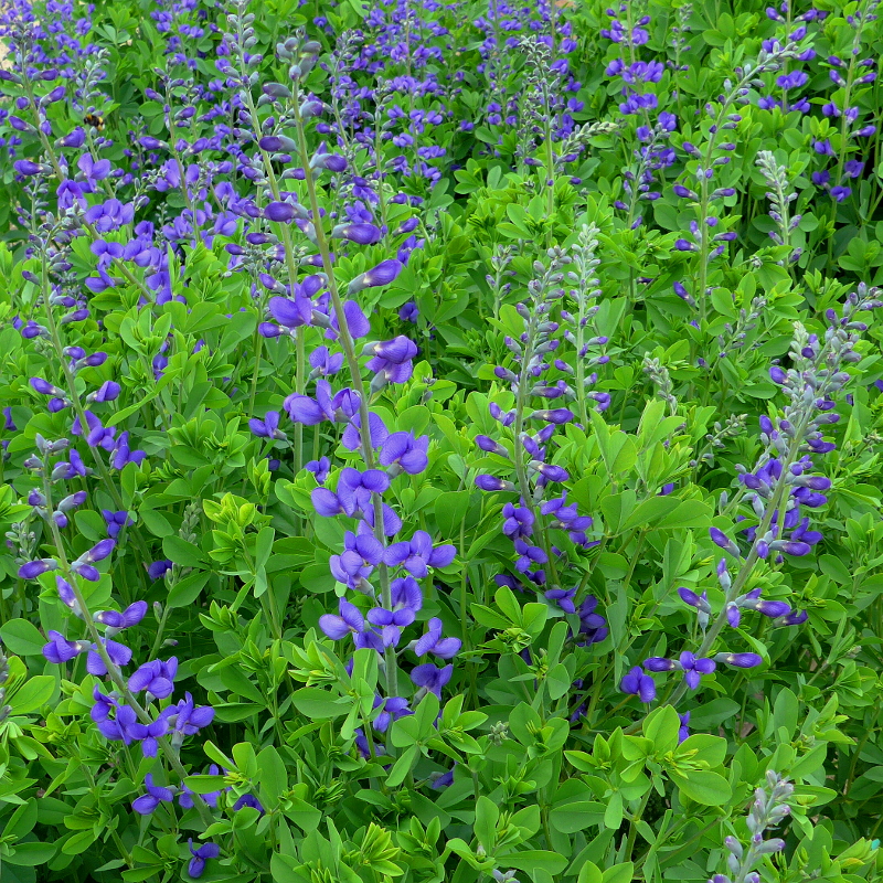 Plant Profile: Wild Blue Indigo (Baptisia australis) – Southeastern ...