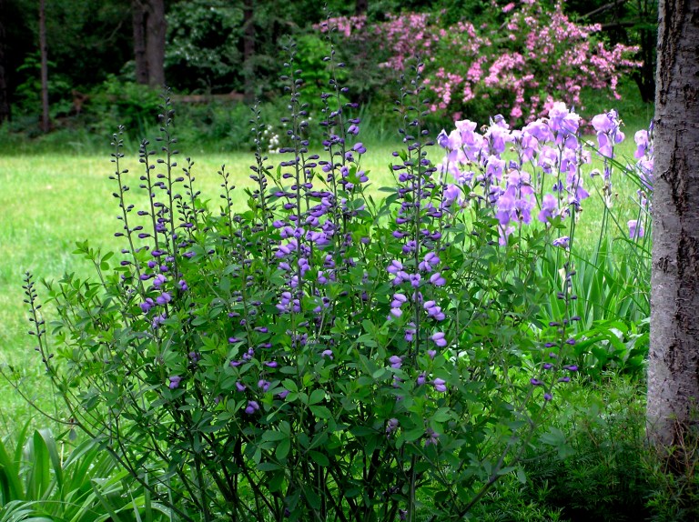 Plant Profile: Wild Blue Indigo (Baptisia australis) – Southeastern ...