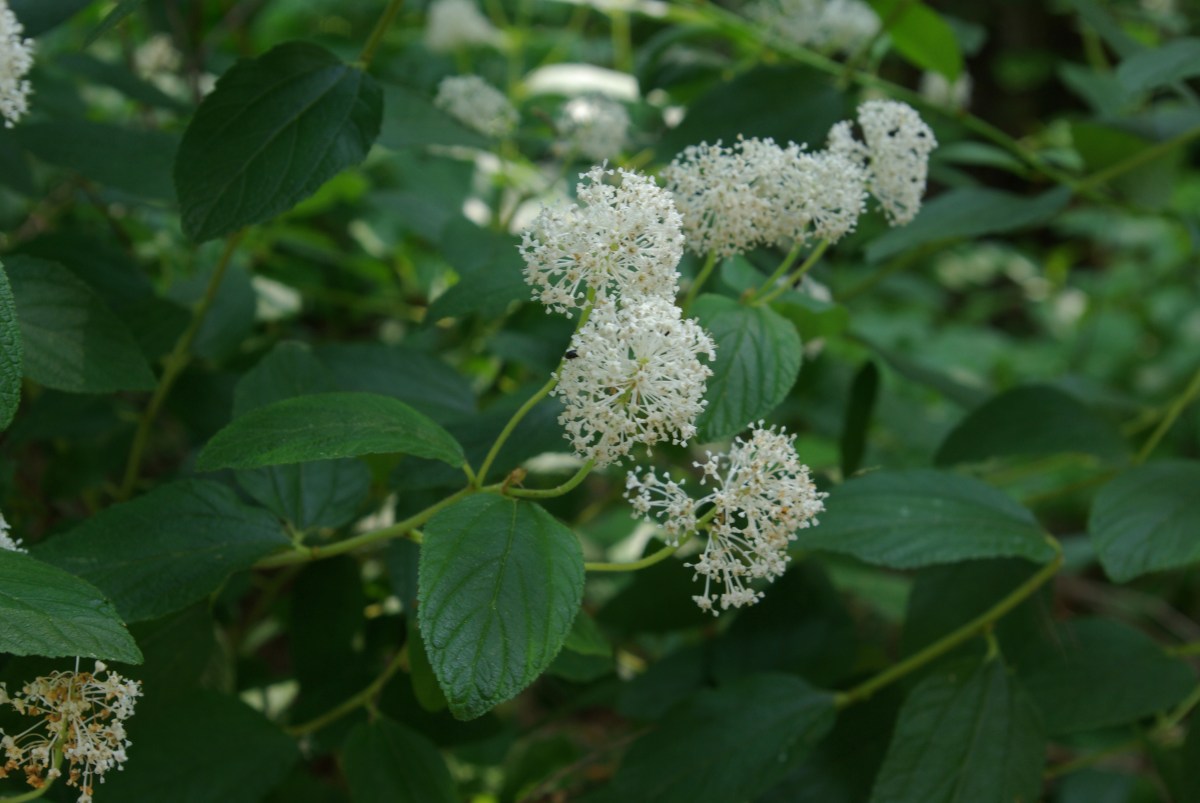 Plant Profile: New Jersey Tea (Ceanothus americanus) – Southeastern ...
