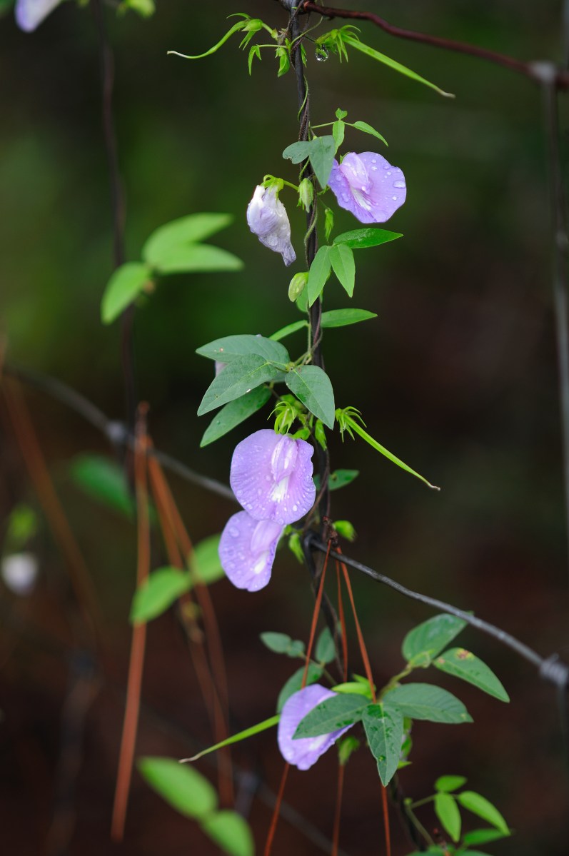 Plant Profile: Spurred Butterfly Pea (Centrosema virginianum ...