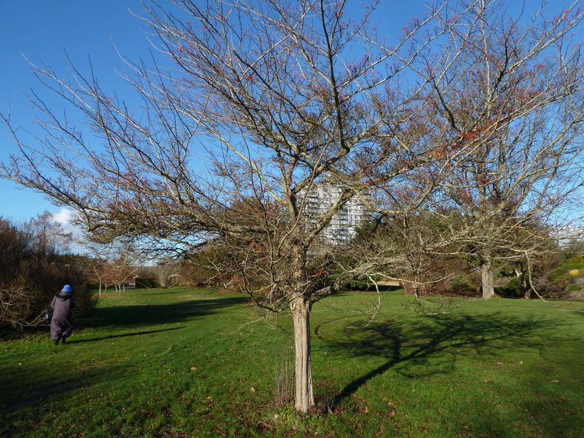 Plant Profile: Green Hawthorn (Crataegus viridis) – Southeastern Native ...