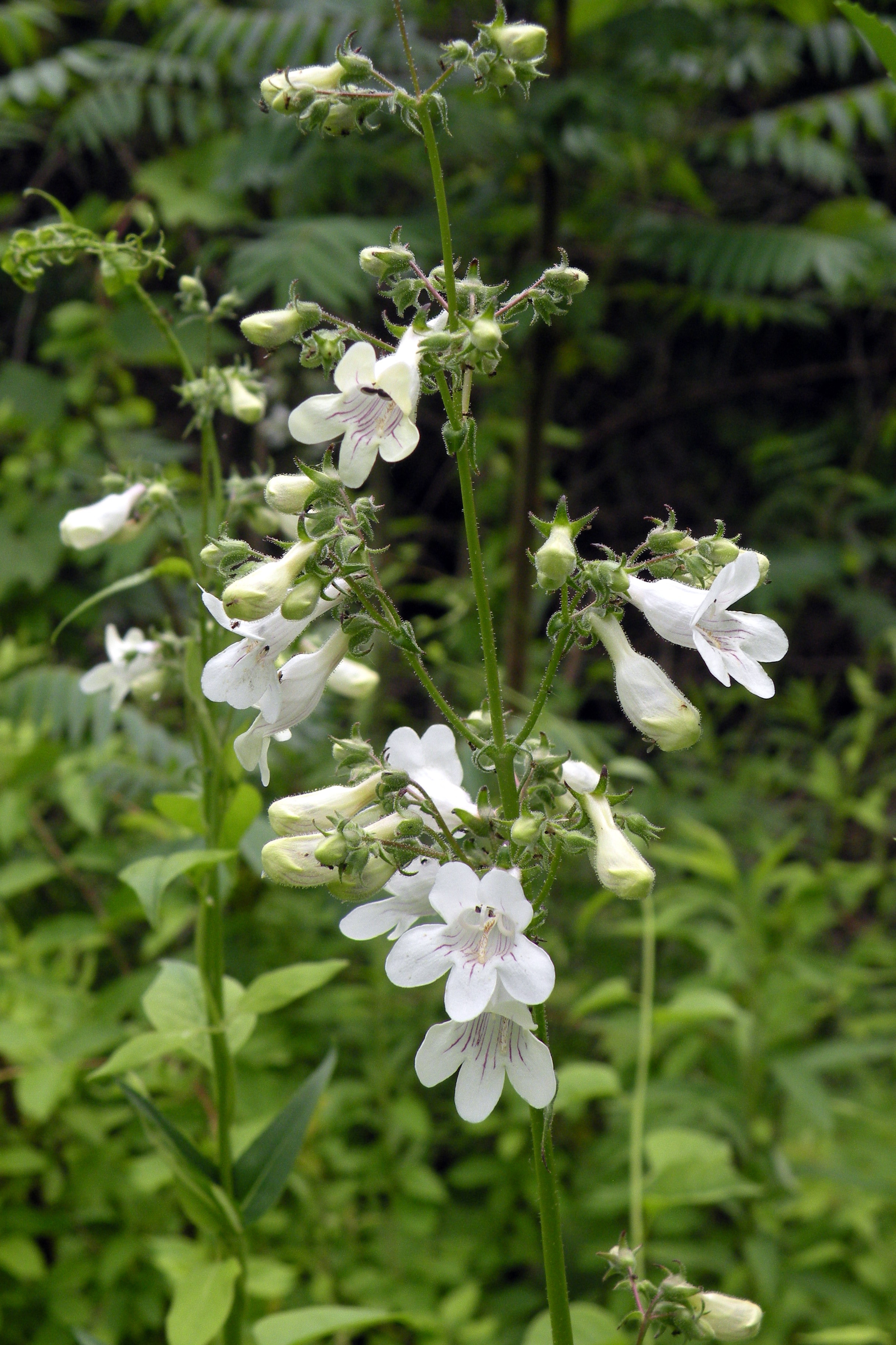 Plant Profile: Foxglove Beardtongue (Penstemon digitalis ...