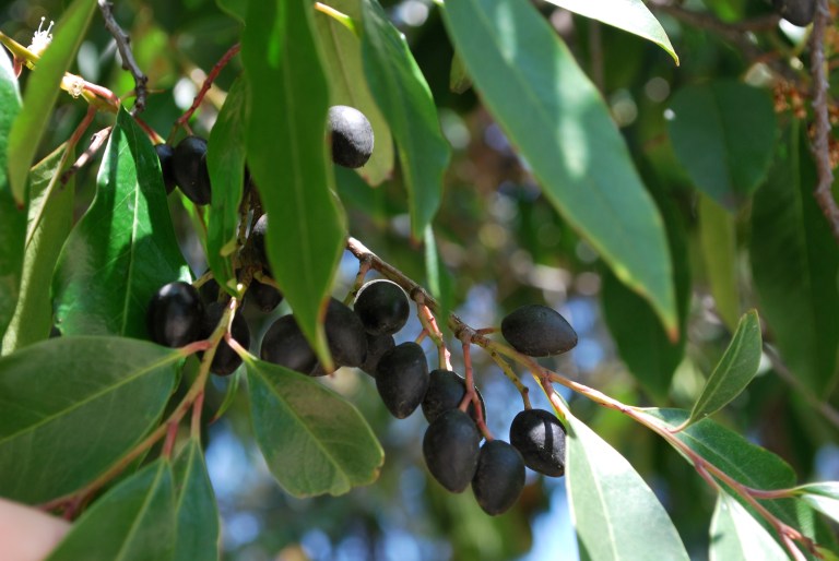 Plant Profile: Carolina Cherry Laurel (Prunus caroliniana ...