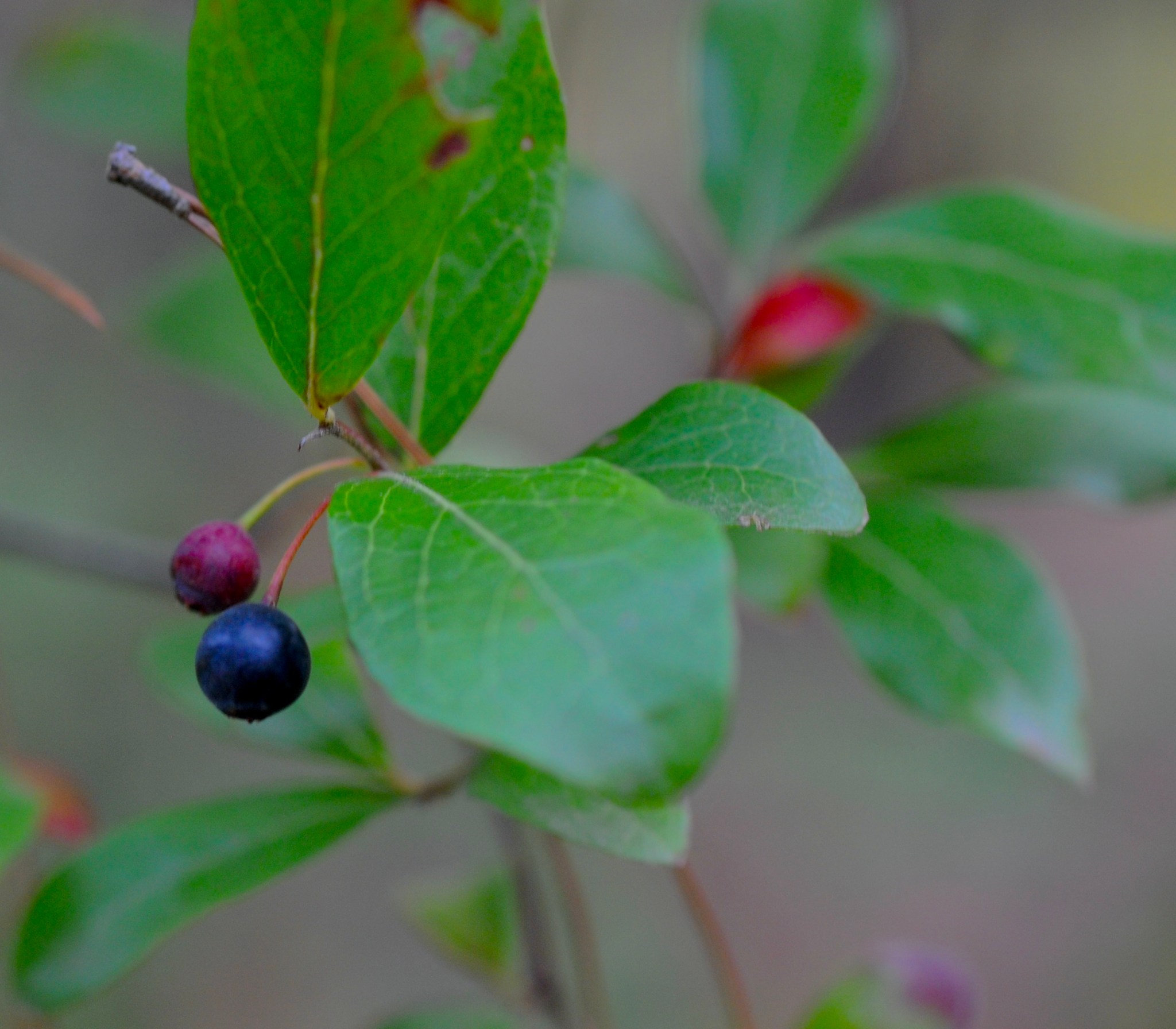 Plant Profile: Sparkleberry (Vaccinium arboreum) – Southeastern Native ...