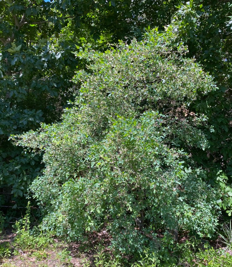 Plant Profile: Sparkleberry (Vaccinium arboreum) – Southeastern Native ...