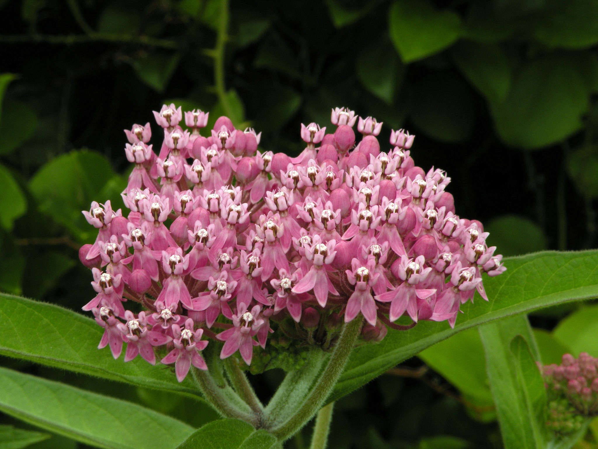 Plant Profile: Swamp Milkweed (Asclepias incarnata) – Southeastern ...