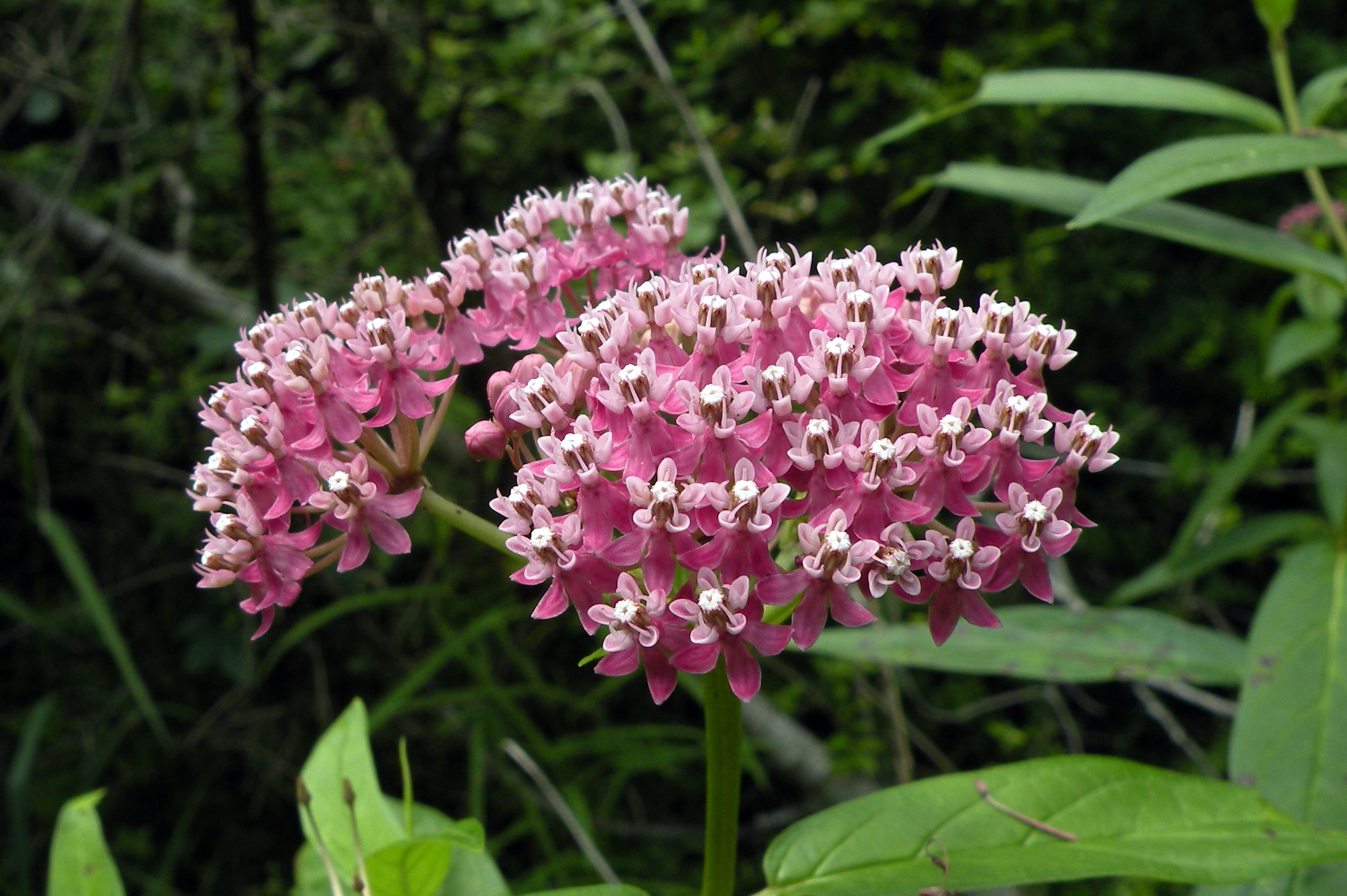 Plant Profile: Swamp Milkweed (Asclepias incarnata) – Southeastern ...