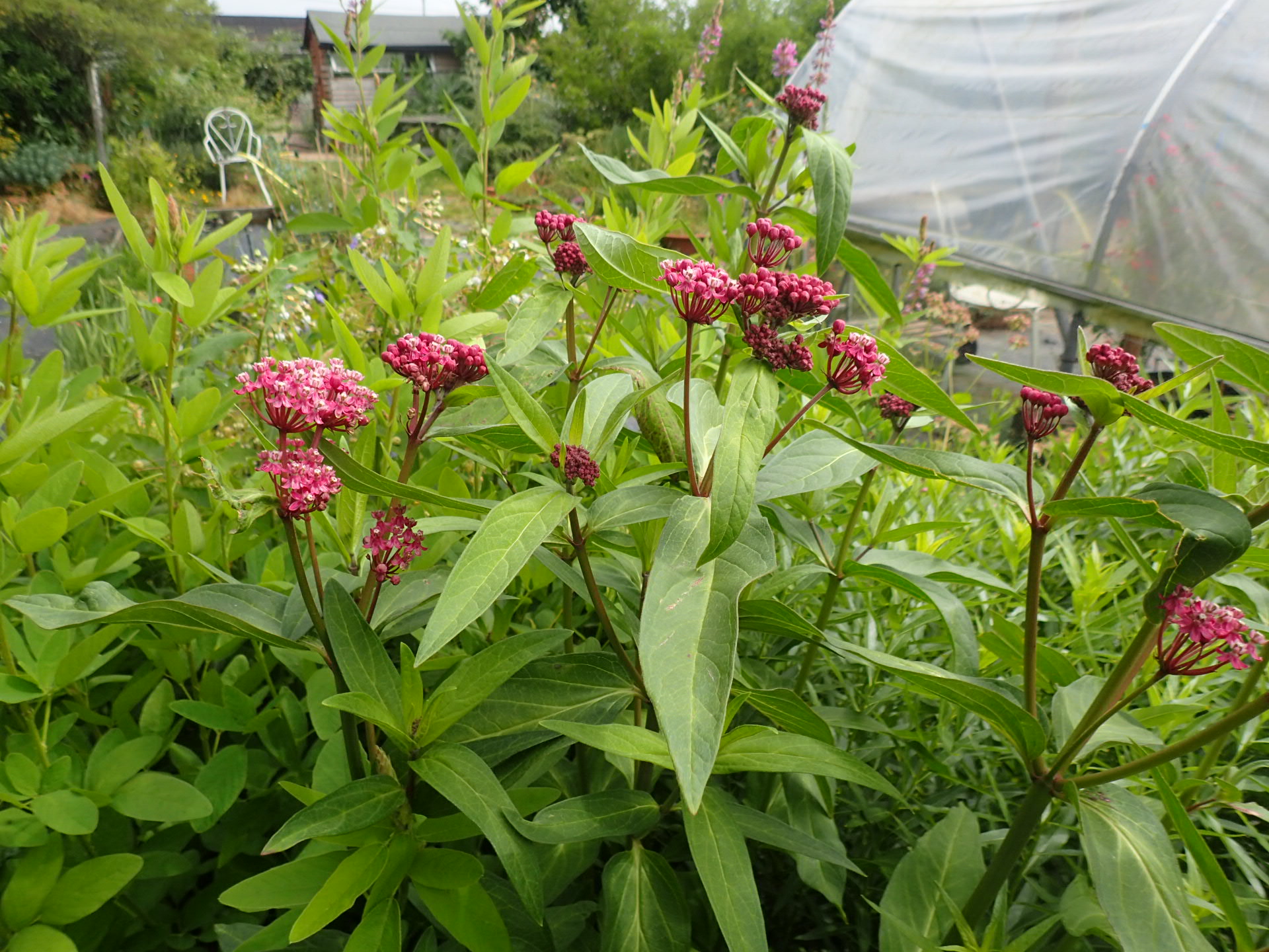 Plant Profile: Swamp Milkweed (Asclepias incarnata) – Southeastern ...