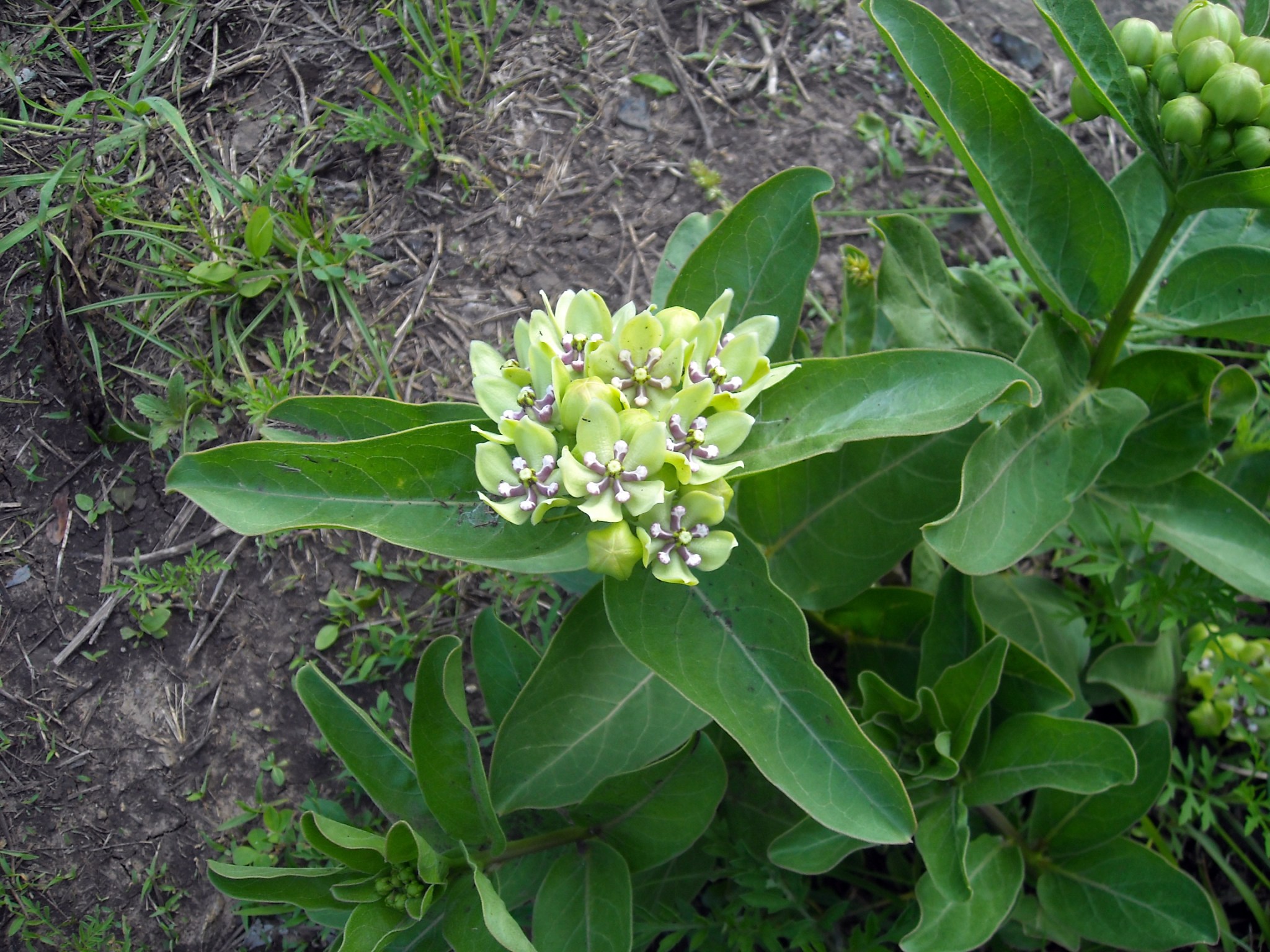 Plant Profile: Green Milkweed (Asclepias viridis) – Southeastern Native ...