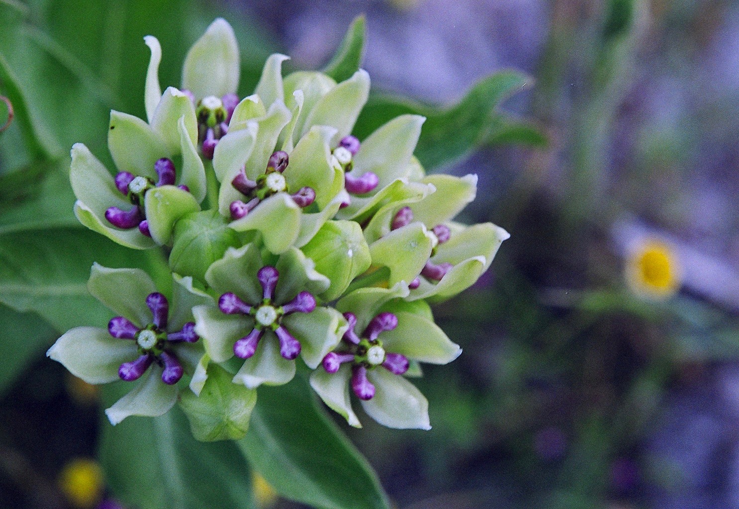 Plant Profile: Green Milkweed (Asclepias viridis) – Southeastern Native ...