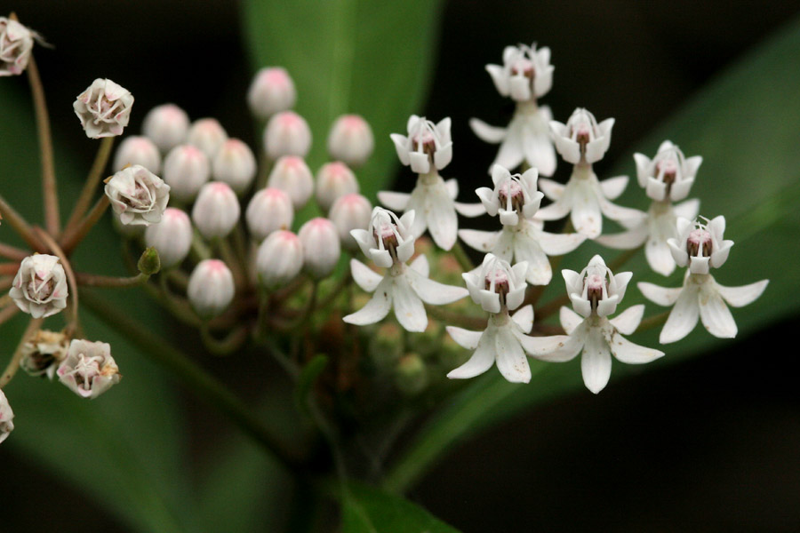 Plant Profile: White Swamp Milkweed (Asclepias perennis) – Southeastern ...