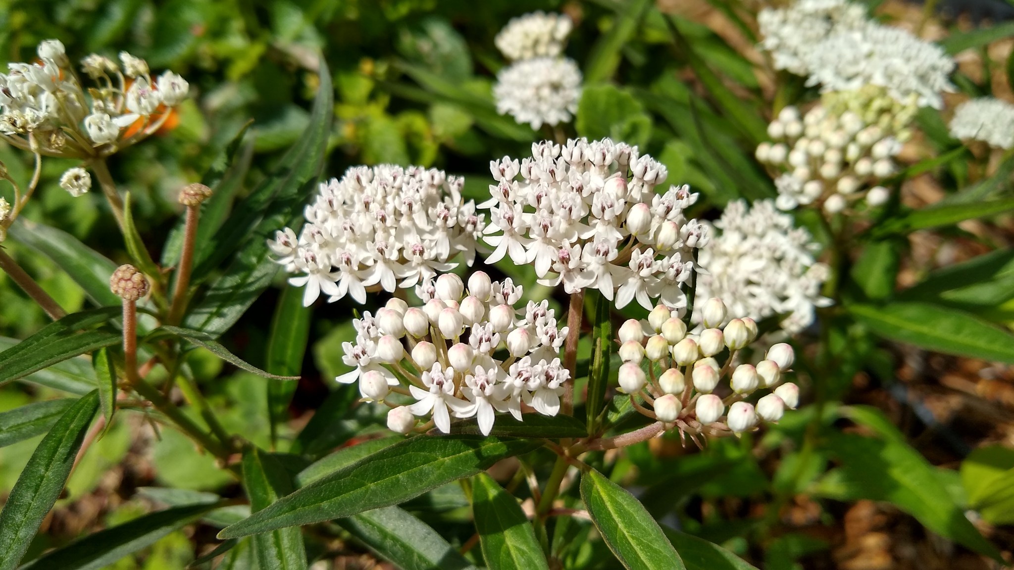 Plant Profile: White Swamp Milkweed (Asclepias perennis) – Southeastern ...