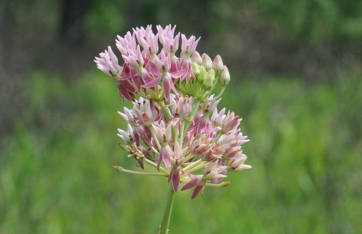 Plant Profile: Red Milkweed (Asclepias rubra) – Southeastern Native Plants