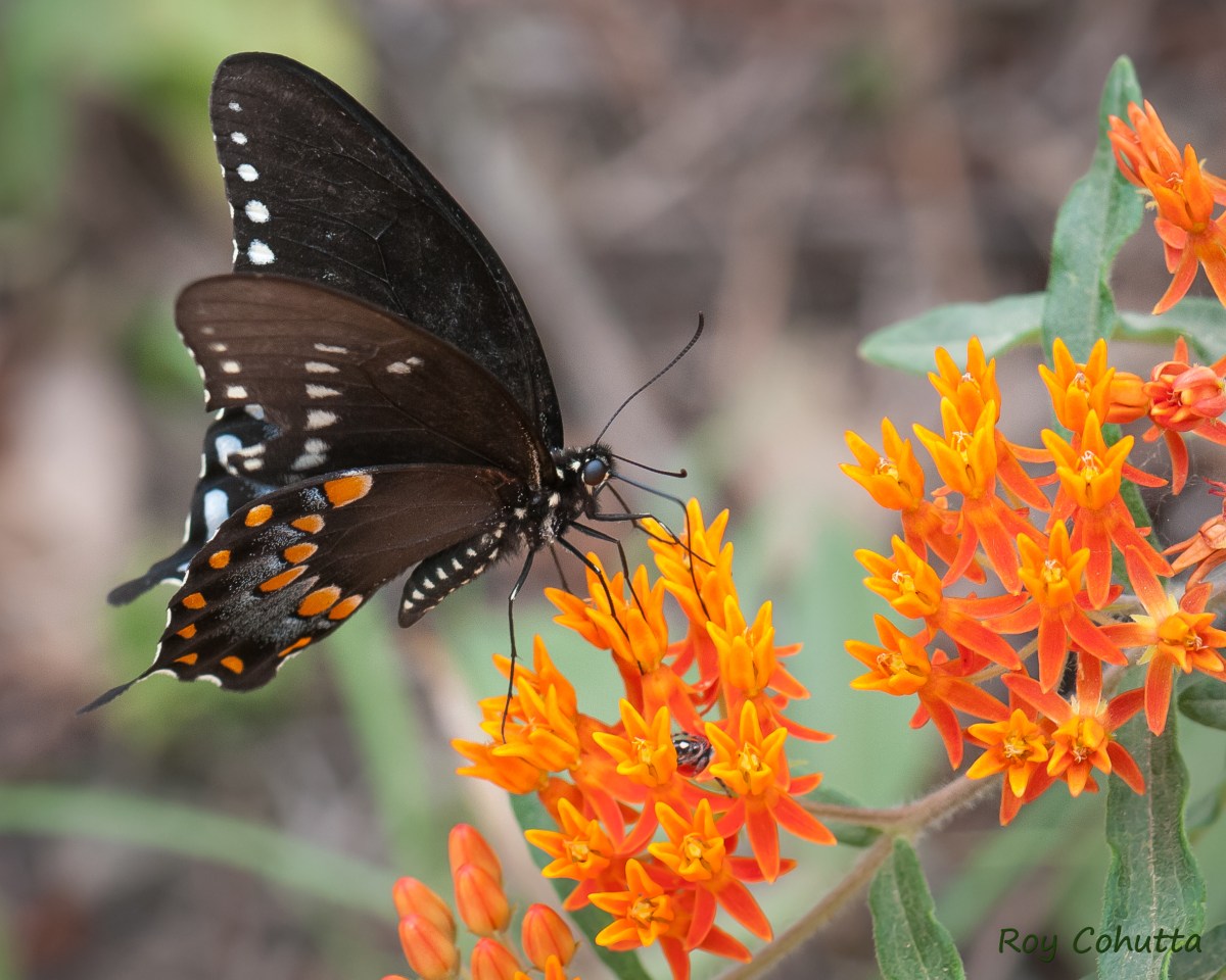 17 Drought Tolerant Plants for Spring Blooms – Southeastern Native Plants