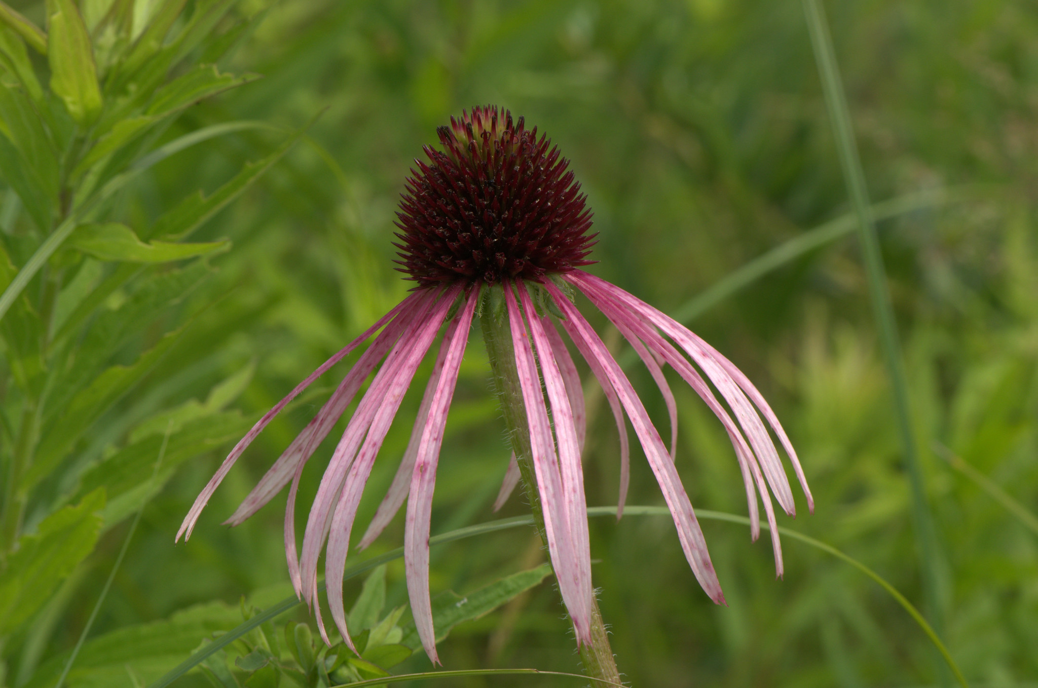 Plant Profile: Pale Purple Coneflower (Echinacea pallida ...