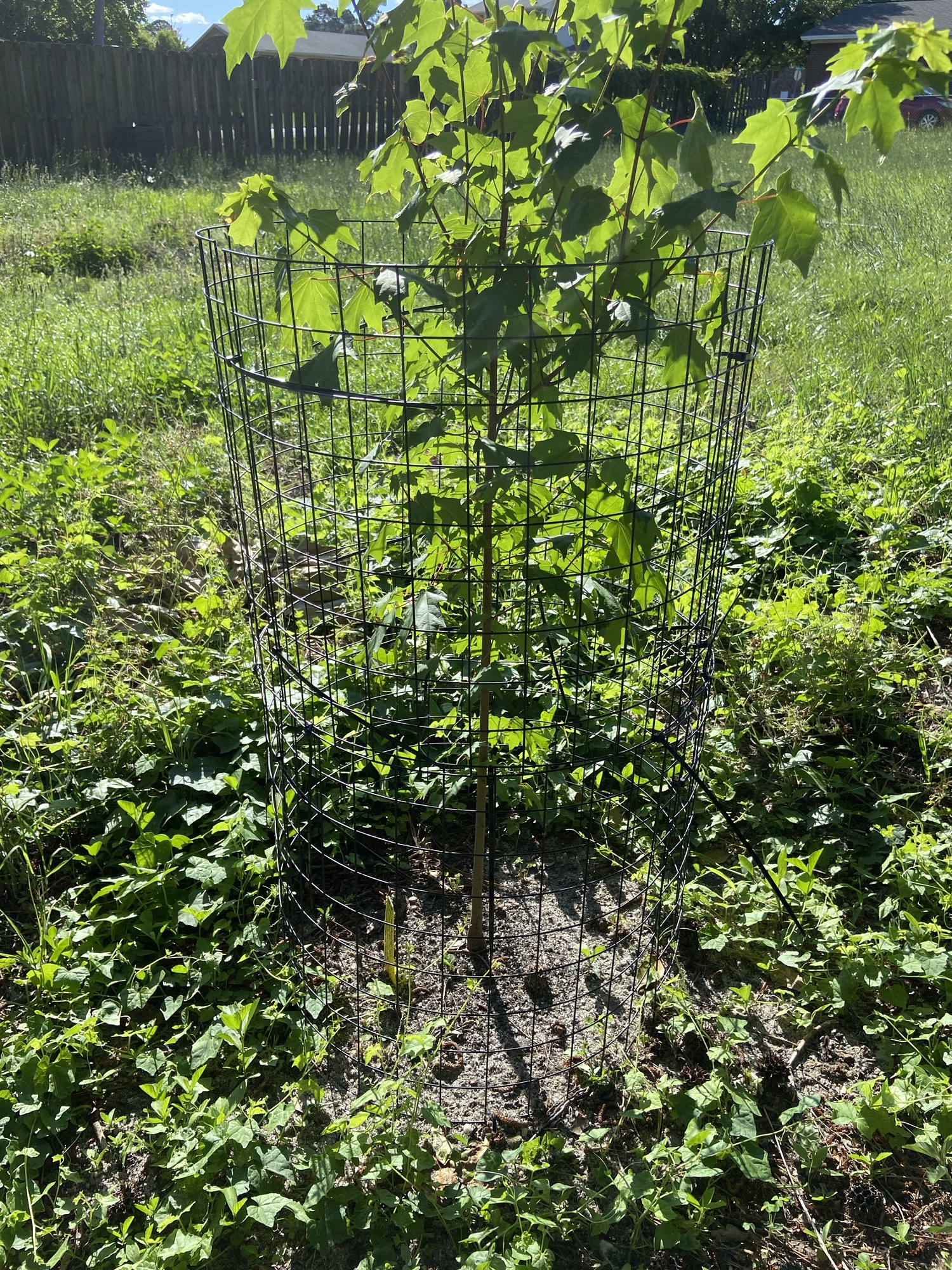 Review: Keten 5 Pack Plant Protectors on Amazon – Southeastern Native ...