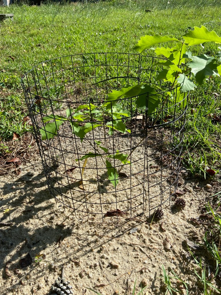 Review: Keten 5 Pack Plant Protectors on Amazon – Southeastern Native ...