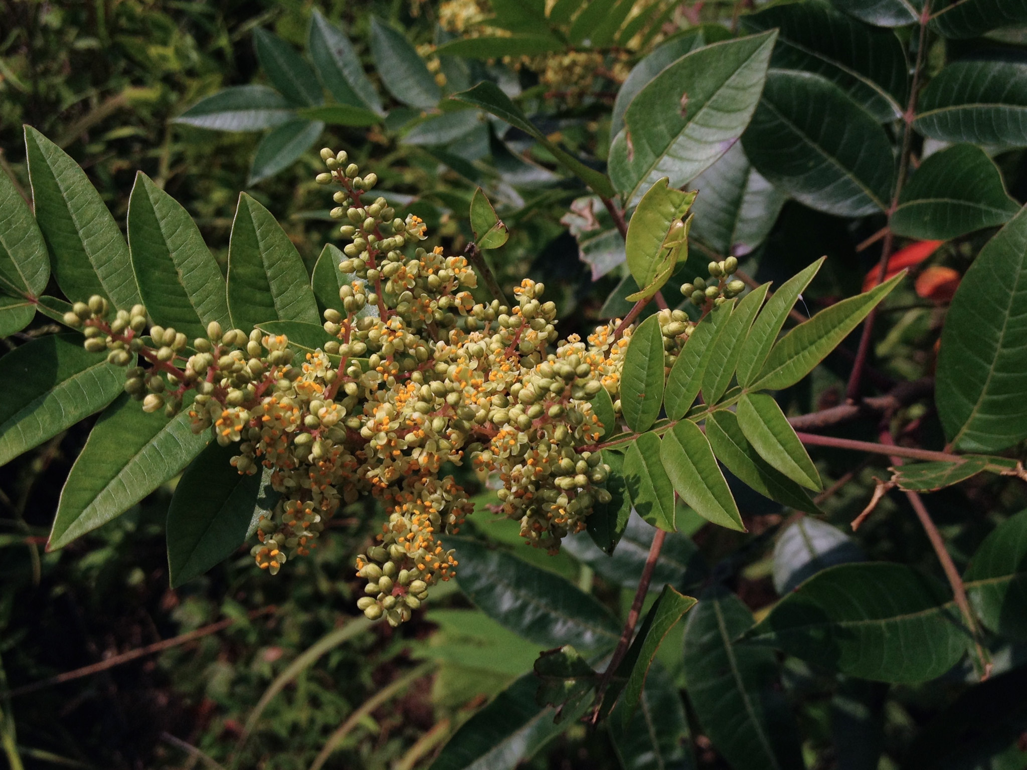 Plant Profile: Dwarf Sumac (Rhus copallinum) – Southeastern Native Plants