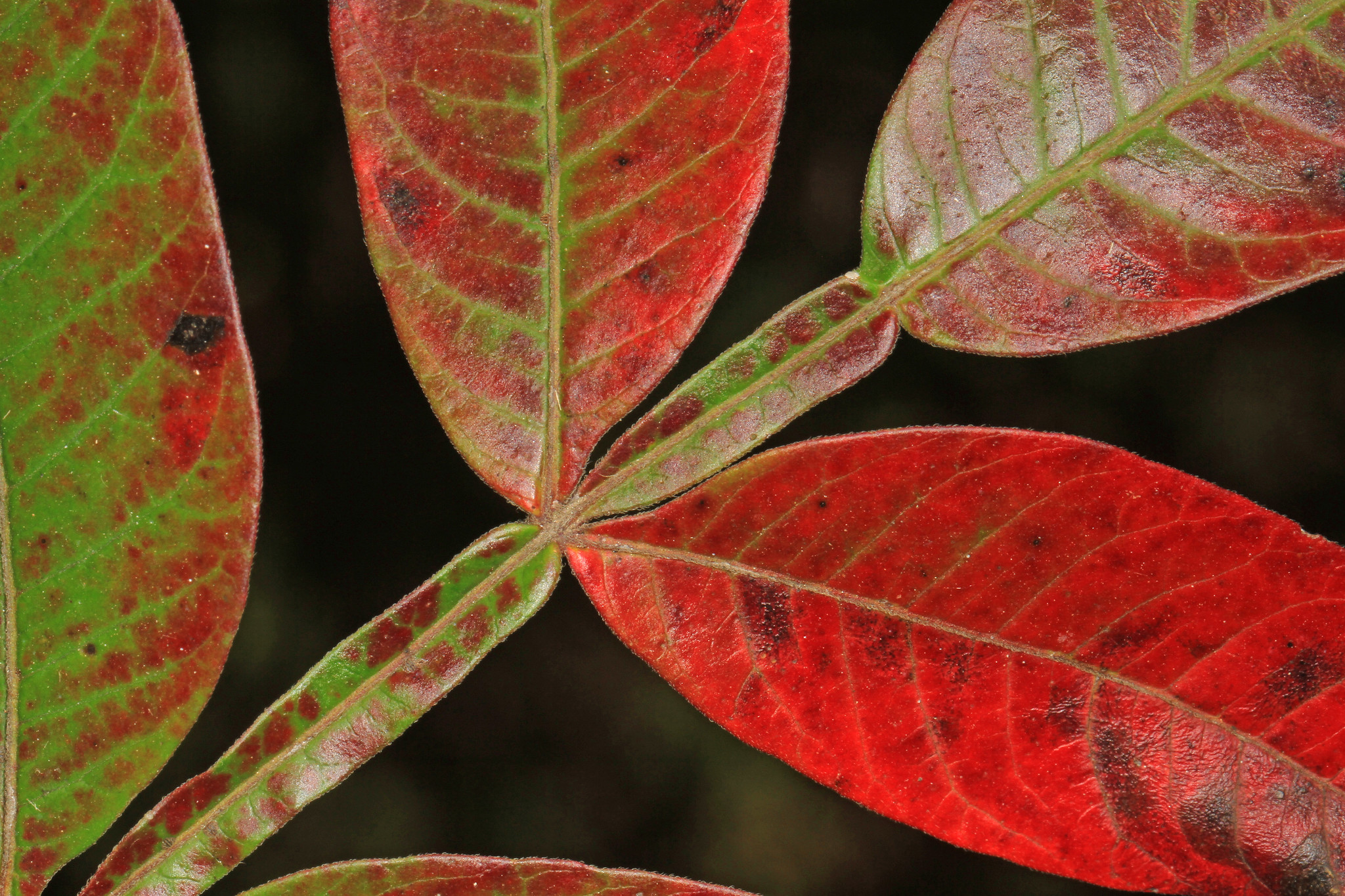 Plant Profile: Dwarf Sumac (Rhus copallinum) – Southeastern Native Plants