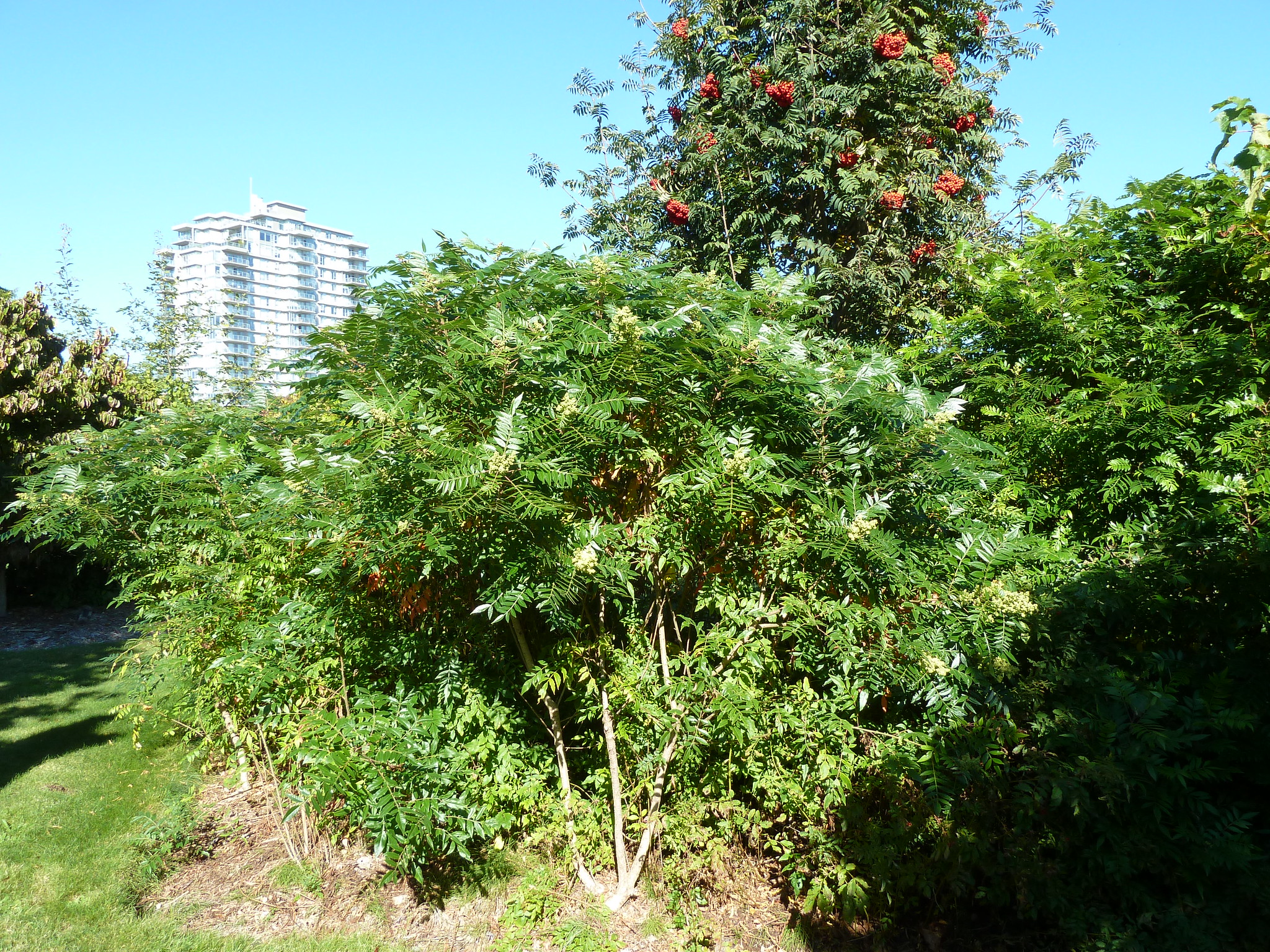 Plant Profile: Dwarf Sumac (Rhus copallinum) – Southeastern Native Plants