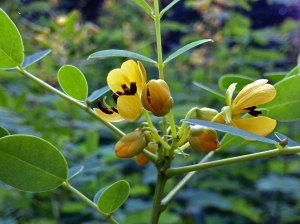 Plant Profile: American Senna (Senna hebecarpa) – Southeastern Native ...