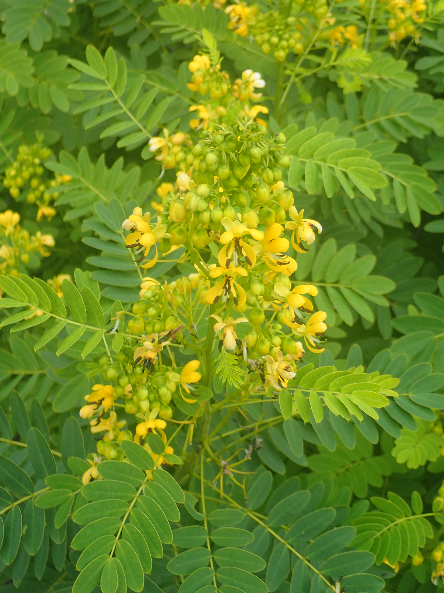 Plant Profile: American Senna (Senna hebecarpa) – Southeastern Native ...