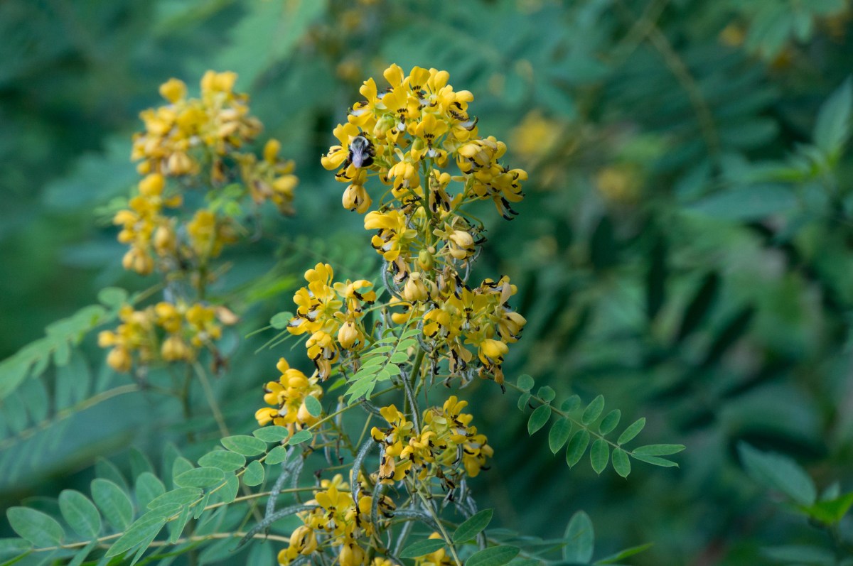 Plant Profile: American Senna (Senna hebecarpa) – Southeastern Native ...