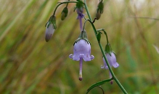 Plant Profile: Appalachian Bellflower (Campanula divaricata ...
