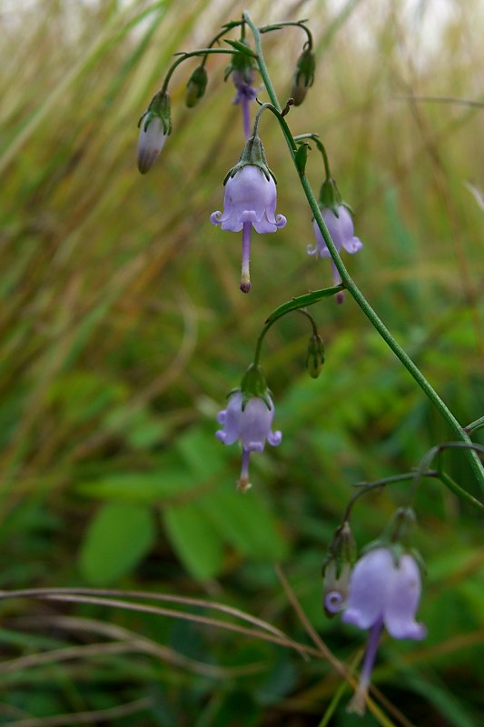 Plant Profile: Appalachian Bellflower (Campanula divaricata ...
