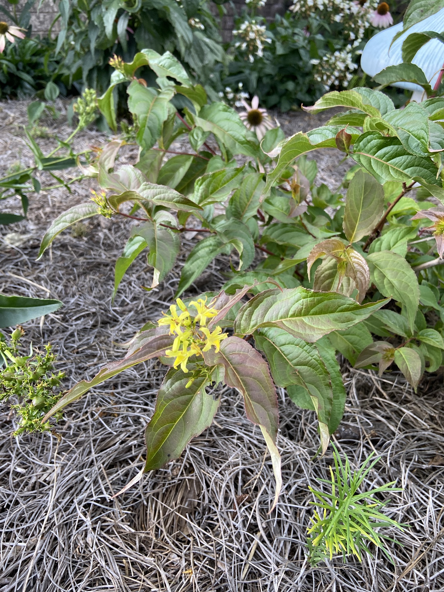 Plant Profile: Northern Bush Honeysuckle (Diervilla lonicera ...