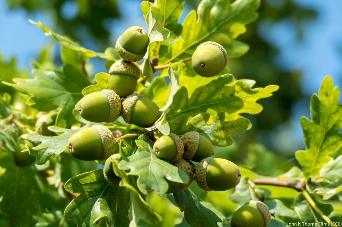 What are Keystone Species? – Southeastern Native Plants