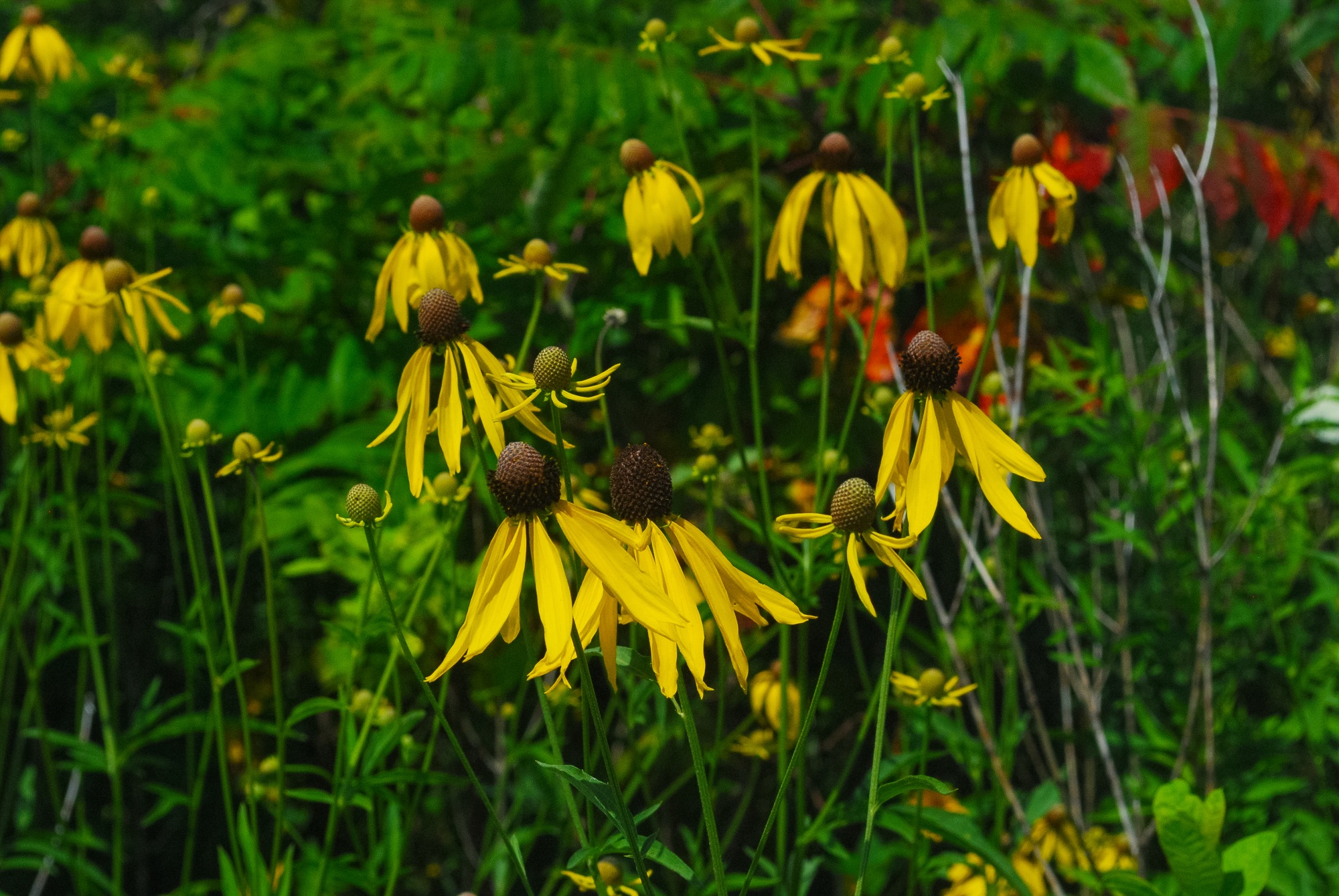 Southeastern Native Plants – Growing native plants of the southeast ...