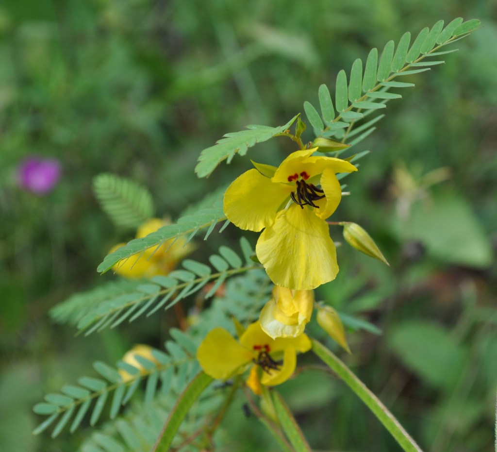 Plant Profile: Partridge Pea (Chamaecrista fasciculata) – Southeastern ...